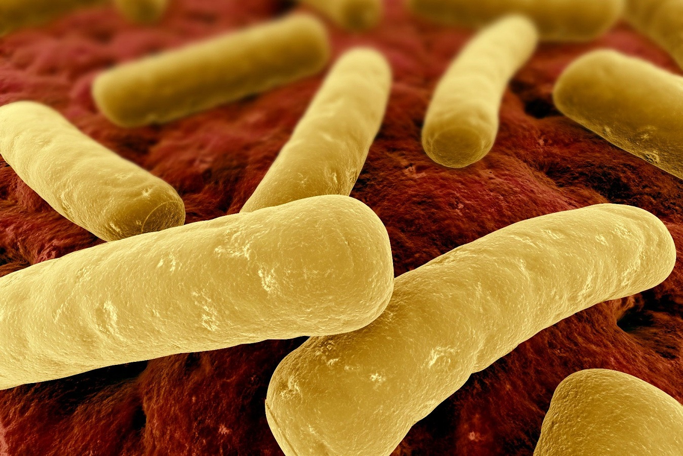 C Diff Contagious C Difficile Symptoms C Diff Causes C Difficile 