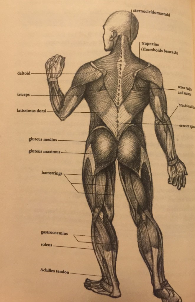 Diagrammatic Representation Of Muscle Groups - Natural Health News