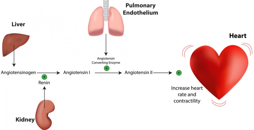 Primary Aldosteronism Causes, Symptoms, Diagnosis and Treatment ...