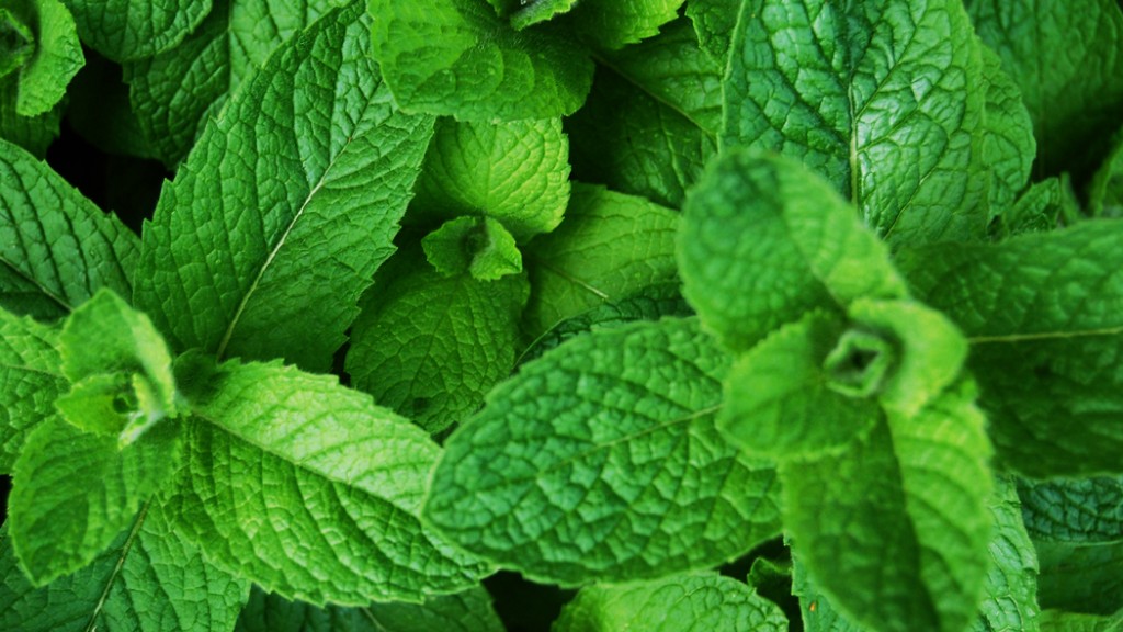 Peppermint - Natural Health News