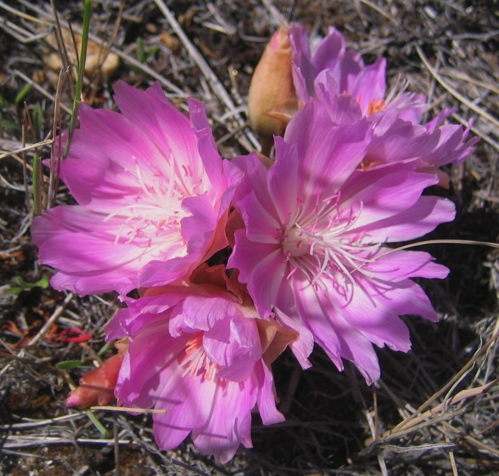 Bitterroot - Natural Health News