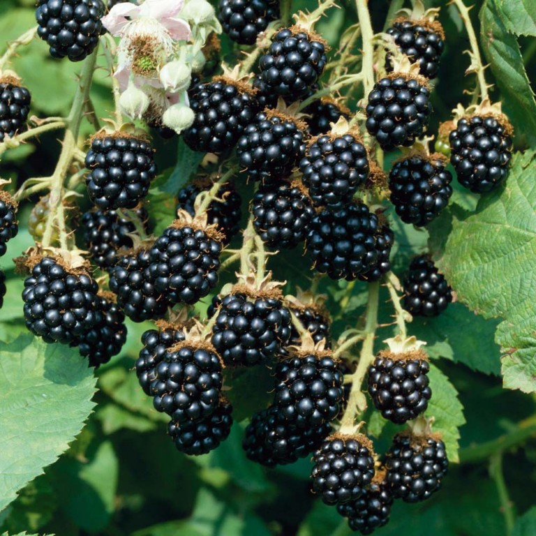 Blackberry - Natural Health News
