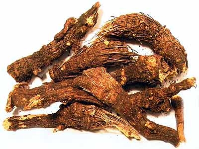 Osha Root | Natural Health News