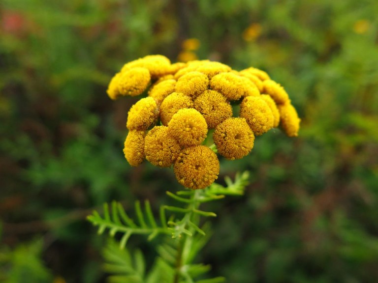 Tansy - Natural Health News