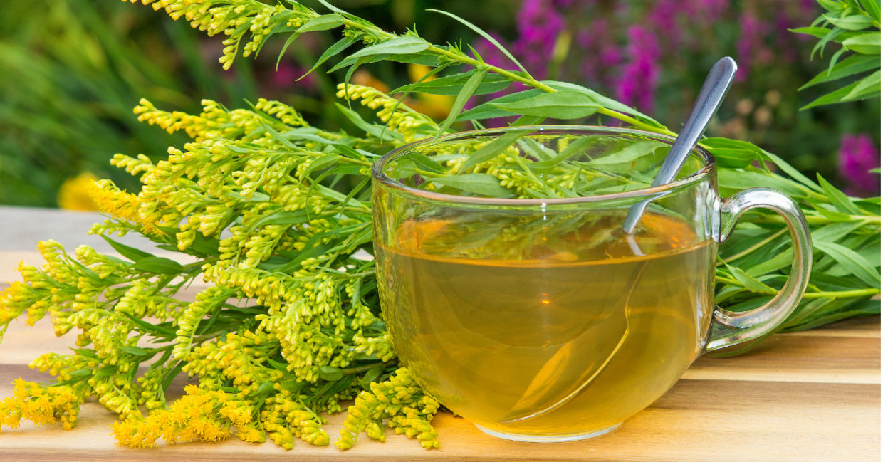 5 Refreshing Goldenrod Tea Recipes to Boost Your Well-being - Natural ...