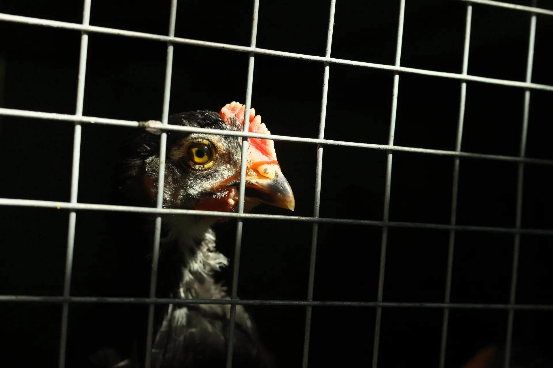 The Bird Flu Doom Loop - Natural Health News