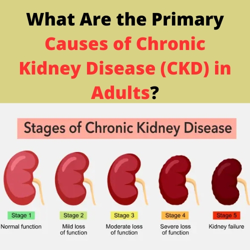 What Are the Primary Causes of Chronic Kidney Disease (CKD) in Adults ...