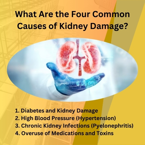 What Are the Four Common Causes of Kidney Damage? - Natural Health News