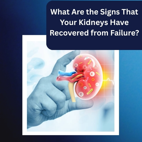 What Are the Signs That Your Kidneys Have Recovered from Failure ...
